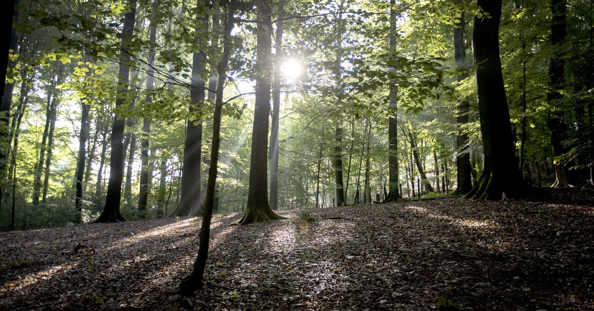 Brakelbos wandelroute | Routen